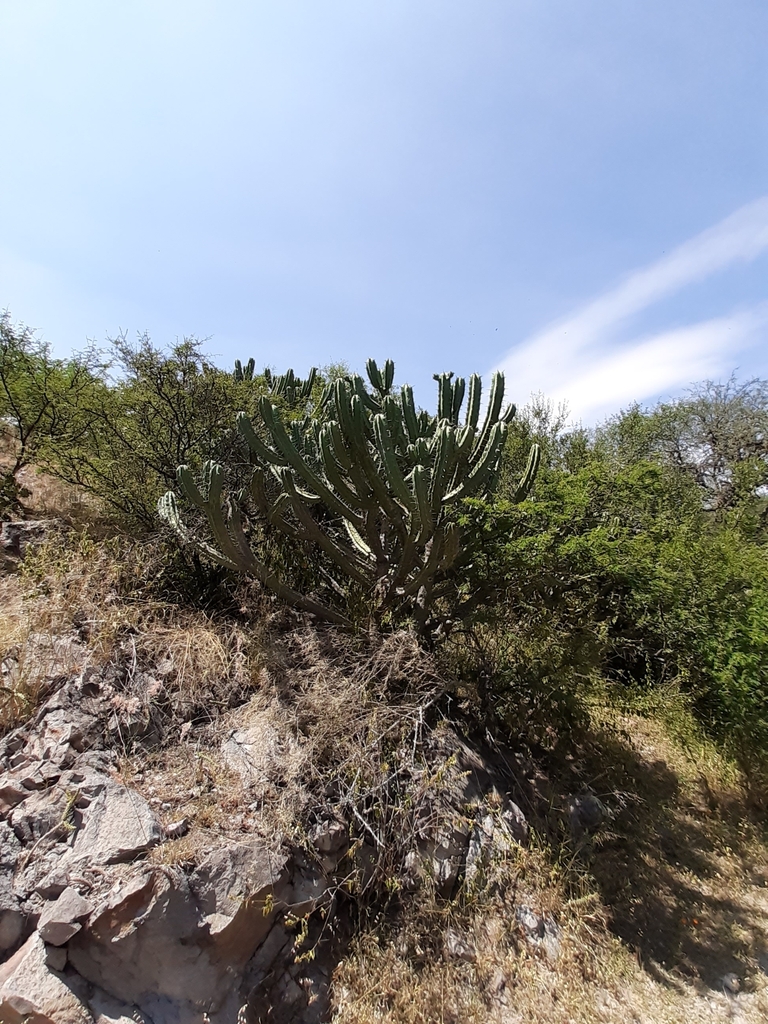 Blue Myrtle-cactus from 76229 Qro., México on October 9, 2023 at 12:26 ...
