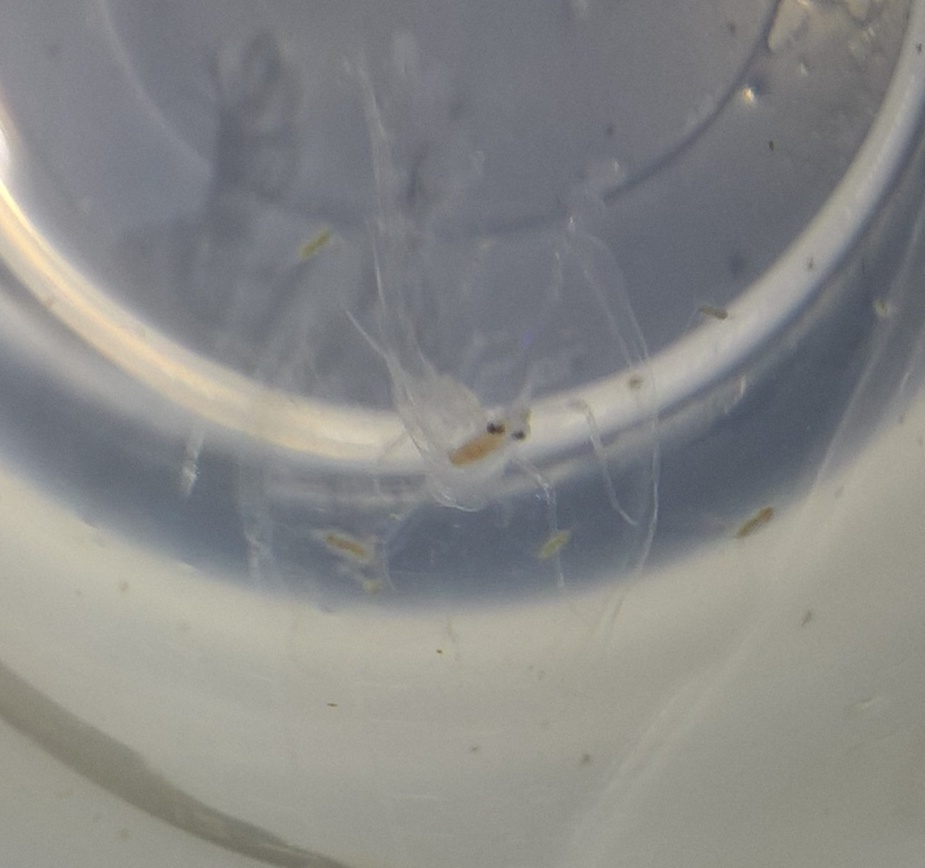 Phronima from FHL docks on April 14, 2016 at 09:49 PM by JA Fields ...