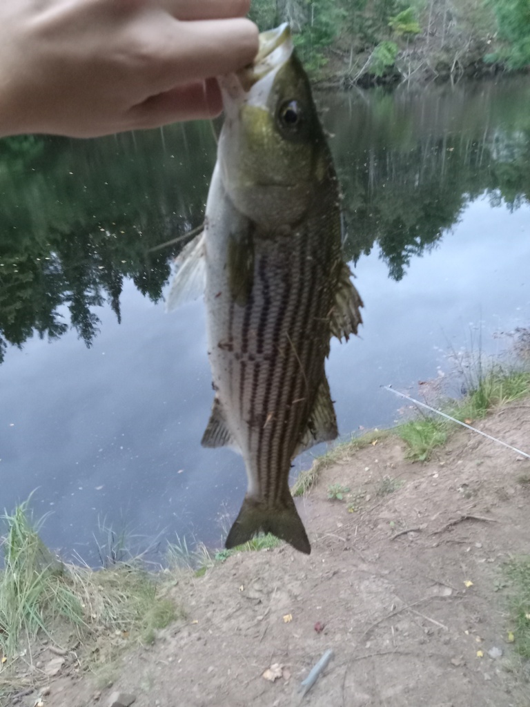 Striped Bass in September 2023 by atlantic tomcod. Striped bass ...
