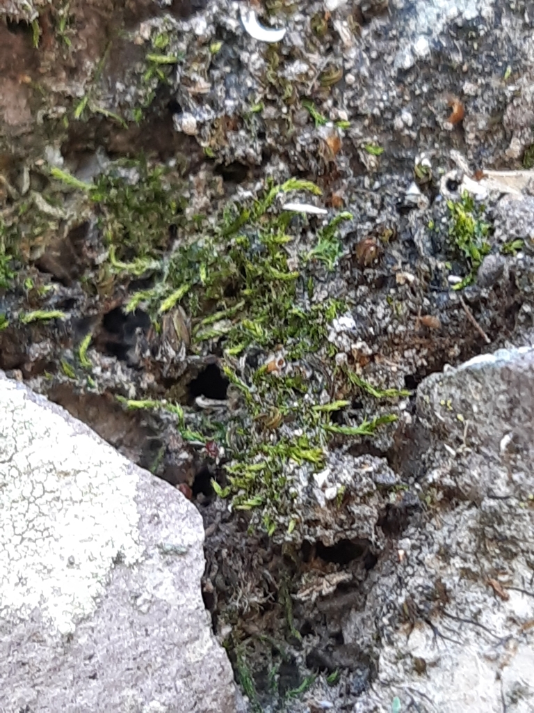Entodon mosses from 76229 Qro., México on October 9, 2023 at 12:32 PM ...