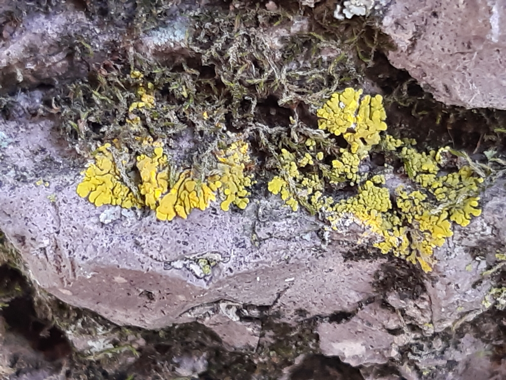 Mexican Yolk Lichen from 76229 Qro., México on October 9, 2023 at 12:33 ...