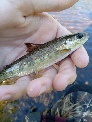 Observations by tomcod · iNaturalist