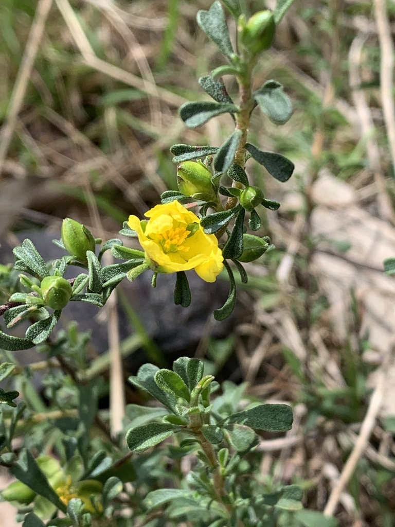 guinea-flowers from Capertee National Park, Bogee, NSW, AU on October 7 ...
