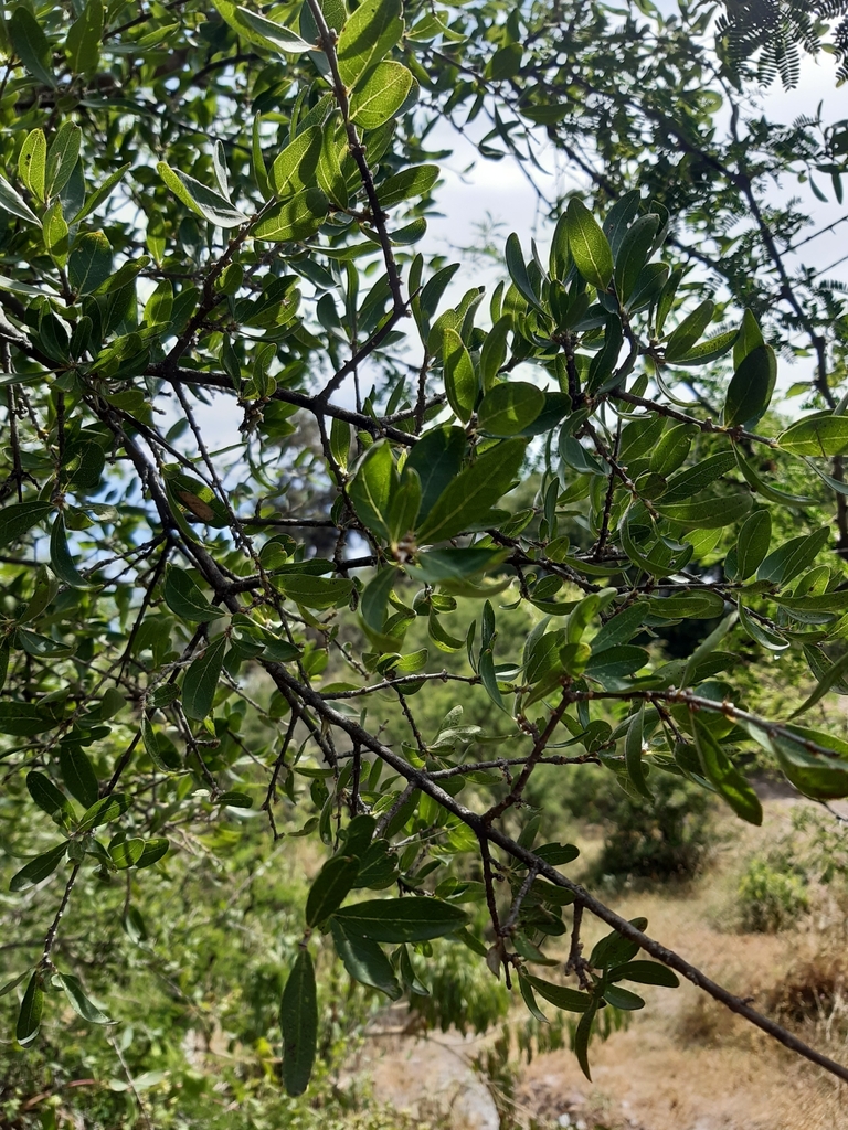 desert-olive from 76229 Qro., México on October 9, 2023 at 12:44 PM by ...