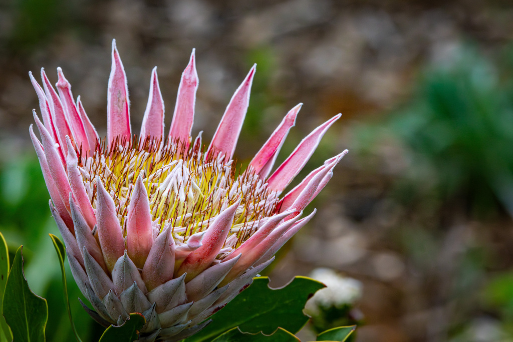 King Protea from Wynberg NU (2), Cape Town, 7824, South Africa on ...