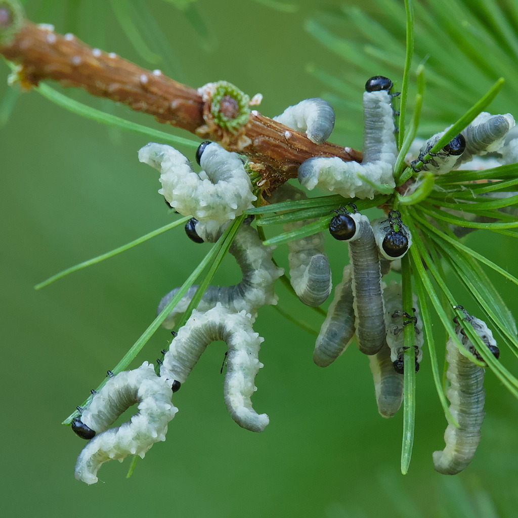 Larch Sawfly from 7400 Herning, Danmark on July 22, 2021 at 03:54 PM by ...