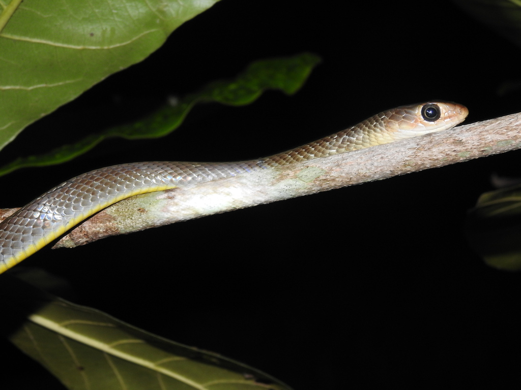 Indo-Chinese Rat Snake in February 2020 by Ramdani · iNaturalist