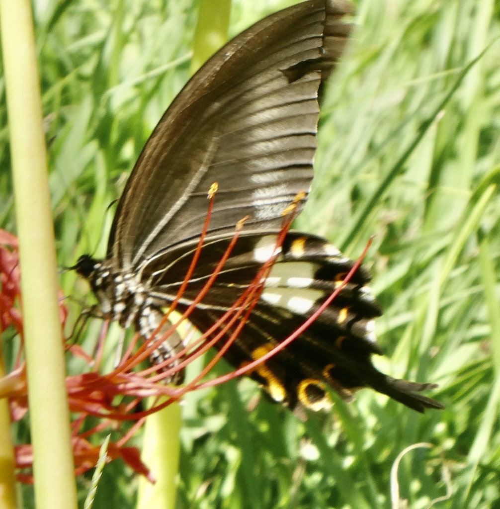 Red Helen Swallowtail from Sengan-en Tsuketari Kekura Okariya Garden, Kagoshima, Kagoshima, JP ...