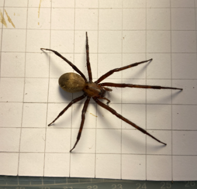 Bush Spider from Omanawa, New Zealand on August 16, 2023 at 09:08 PM by ...