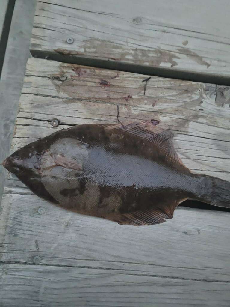 Winter Flounder from Shediac, NB, Canada on May 17, 2023 at 06:44 AM by ...