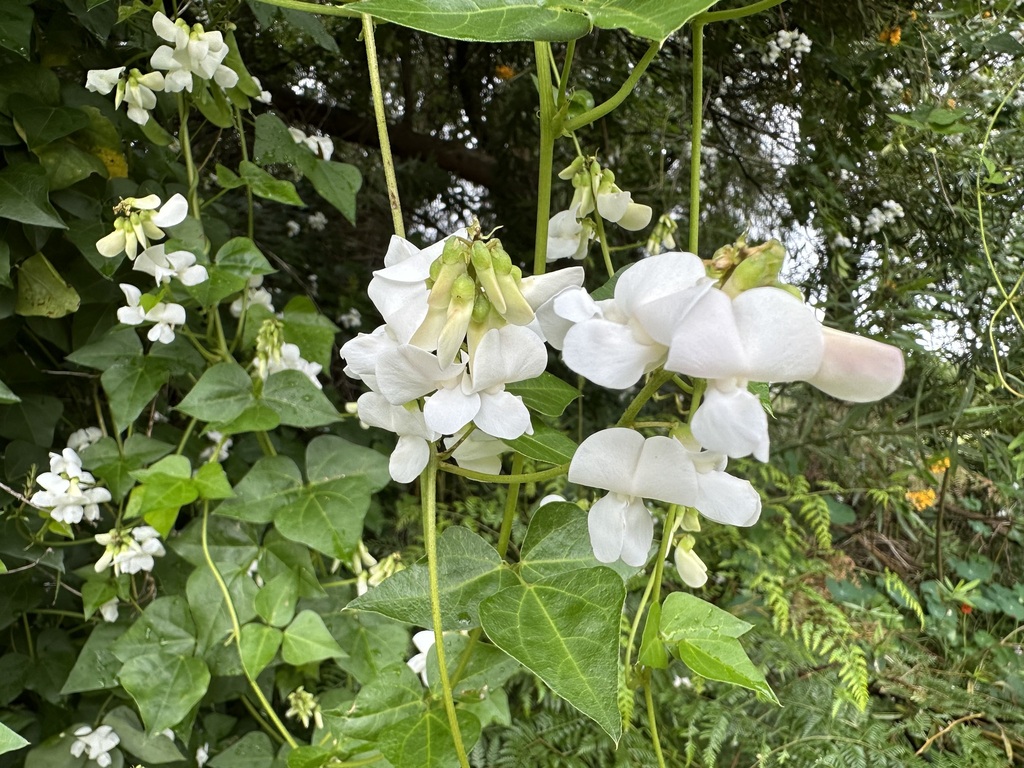 Okie bean from Hay WA 6333, Australia on October 10, 2023 at 09:34 AM ...