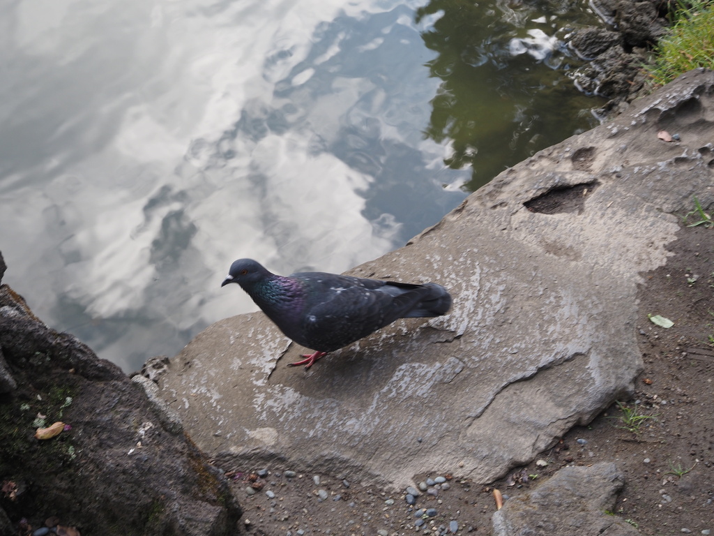 Feral Pigeon from Former Yasuda Garden, Sumida, Tokyo, JP on October 10 ...