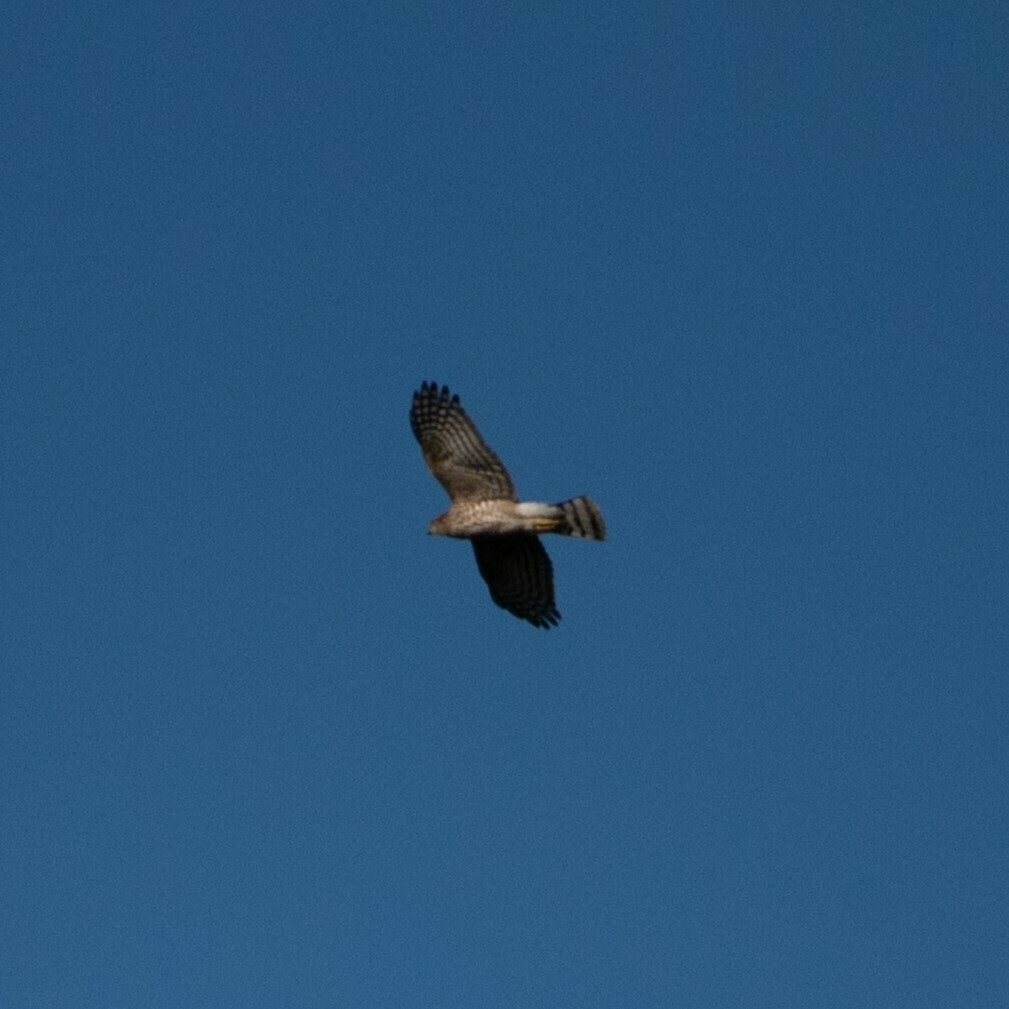 Sharp-shinned Hawk from Wheaton, IL, USA on October 9, 2023 at 04:05 PM ...
