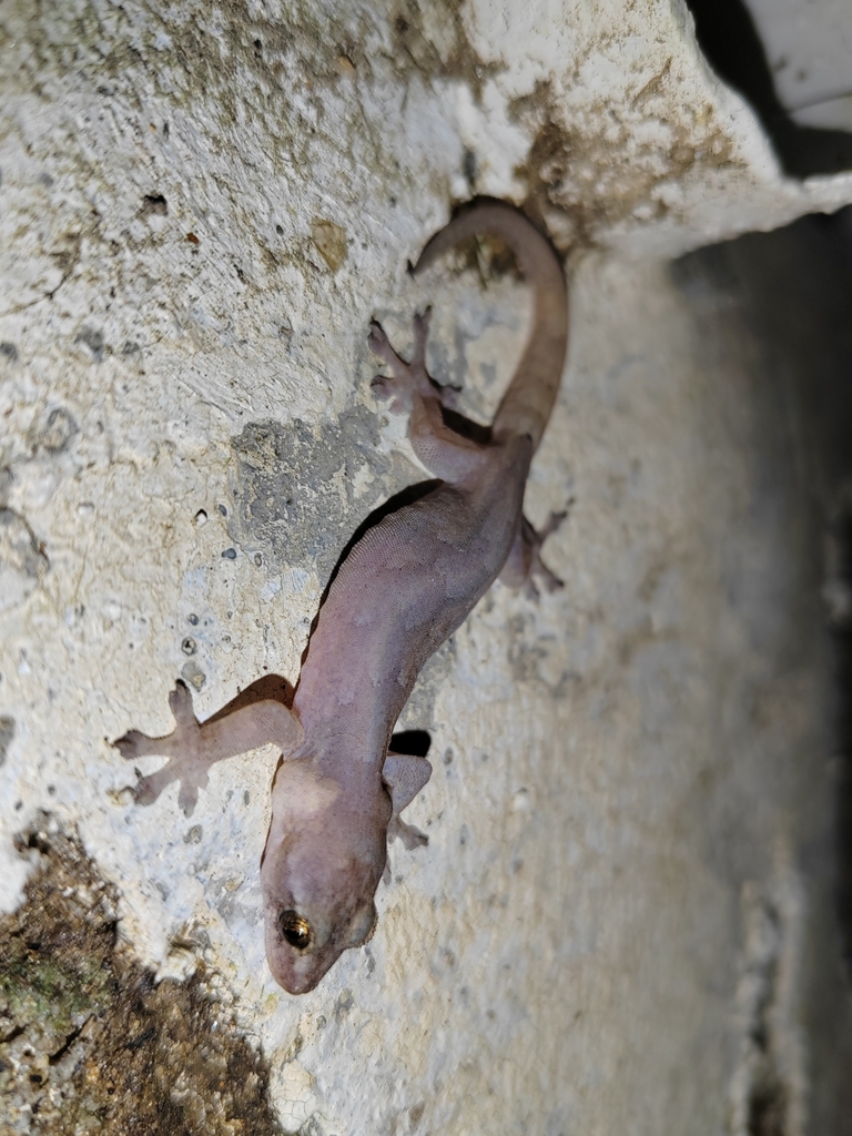 Slender Geckos in October 2023 by Alexius L.Z.L · iNaturalist