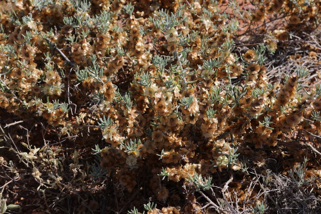 Bluebush from Ghan NT 0872, Australia on September 26, 2023 at 10:24 AM ...