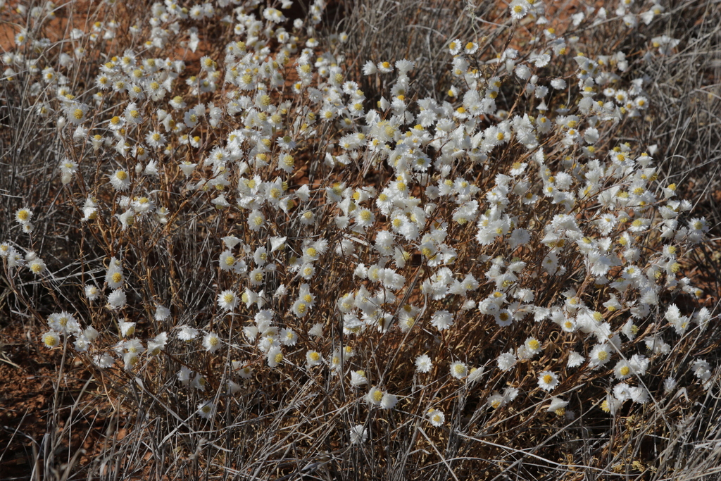 Common White Sunray from Ghan NT 0872, Australia on September 26, 2023 ...