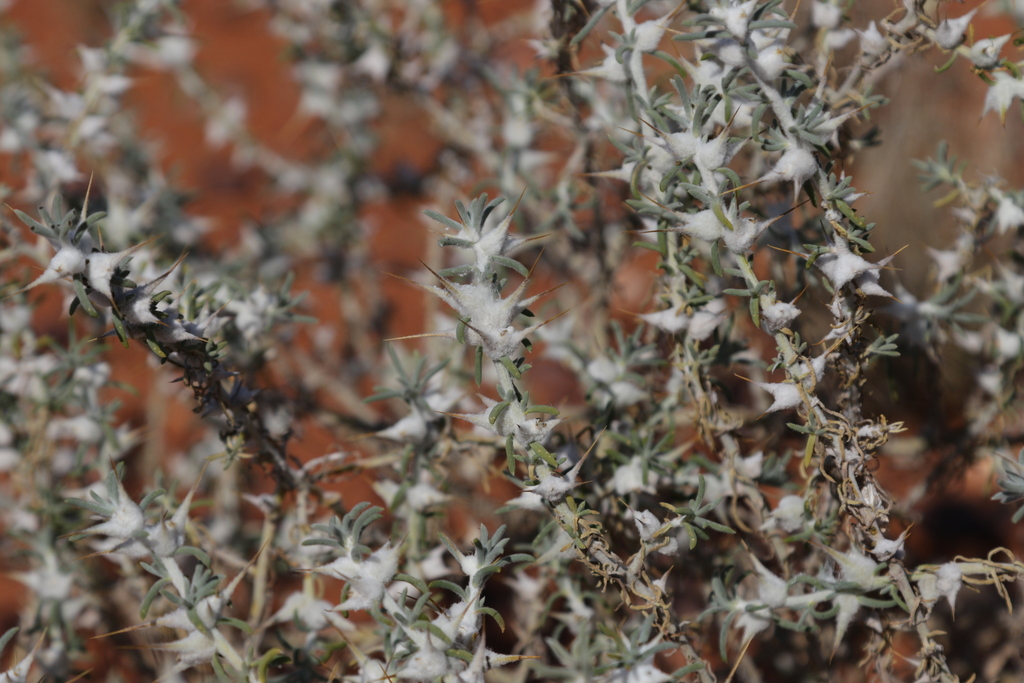 goathead burr from Ghan NT 0872, Australia on September 26, 2023 at 10: ...