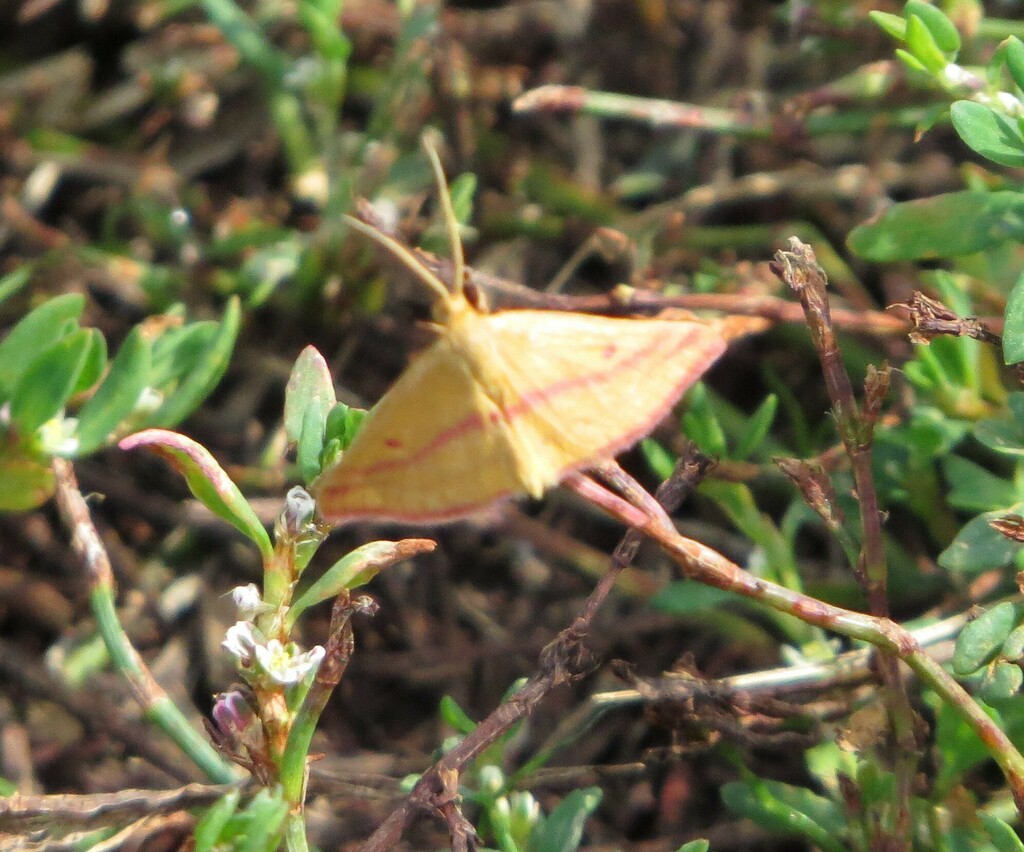 Chickweed Geometer Moth from Chester County, PA, USA on October 9, 2023 ...