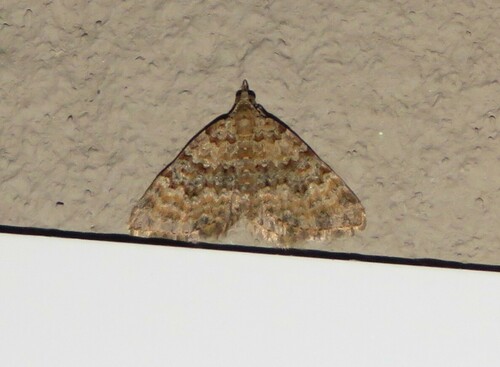 Observations by shobie · iNaturalist