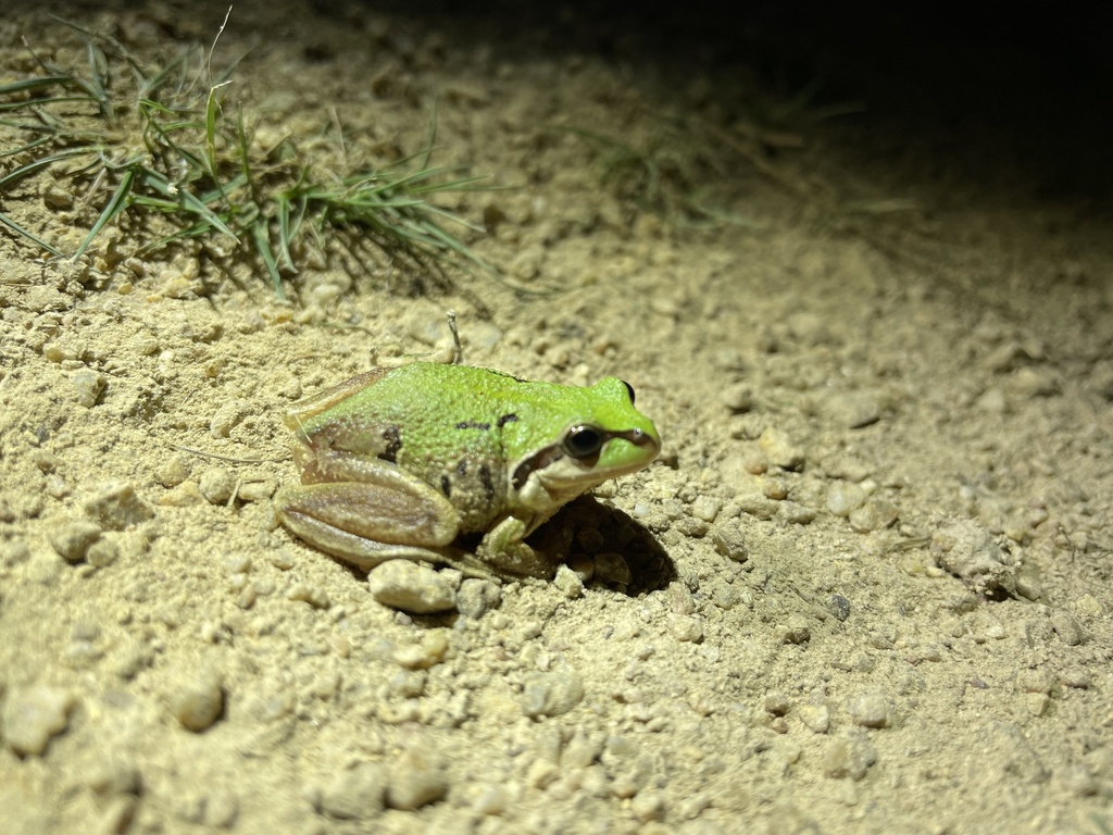 Alpine Whistling Tree Frog from Kosciuszko National Park, Tolbar, NSW ...