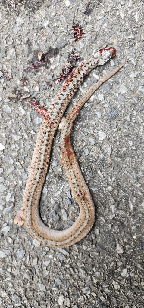 DeKay's Brownsnake from Rivers Edge Rd/Man Psych Center Entrance, New ...