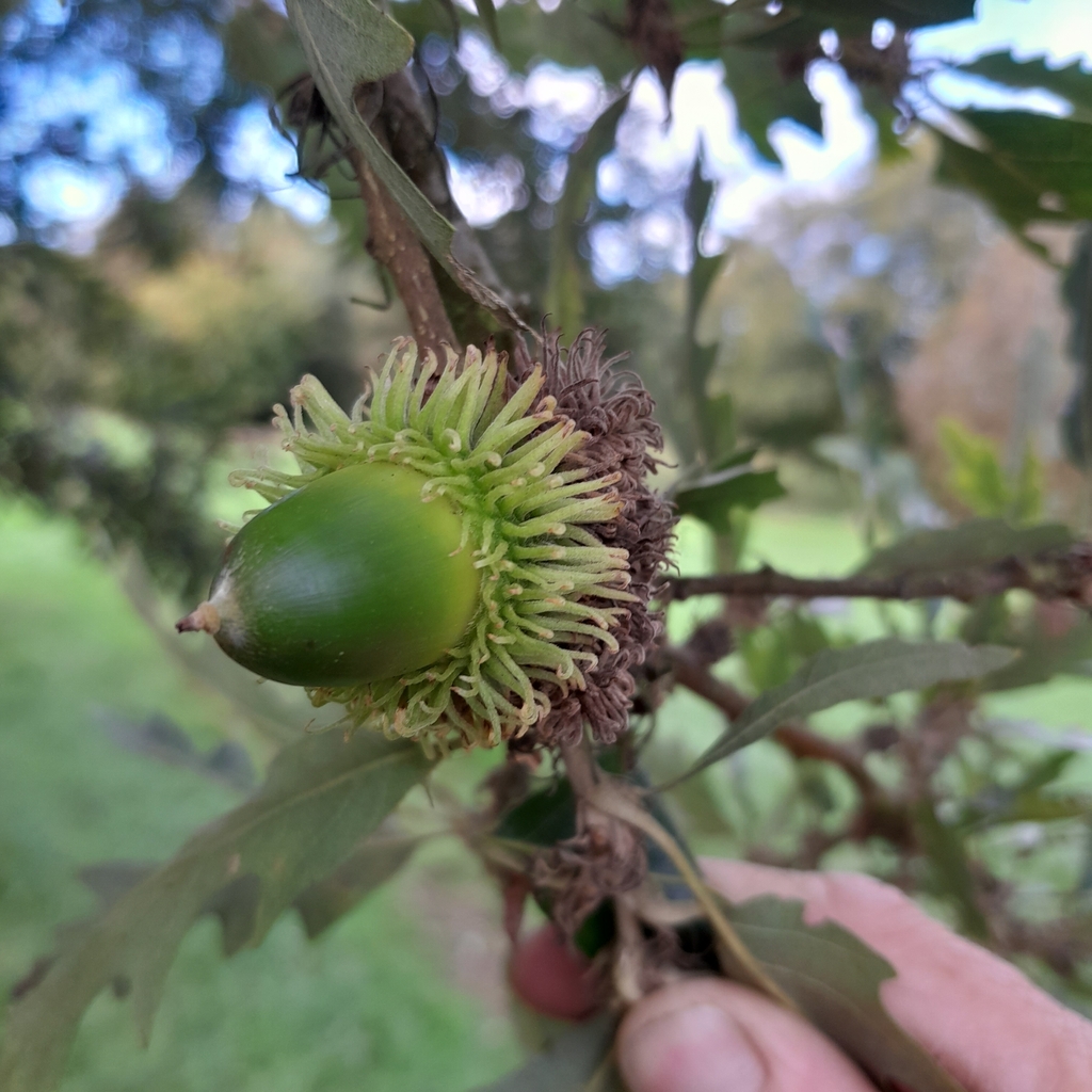 Turkey Oak from Silverdale, Newcastle, UK on 20 September, 2023 at 05: ...
