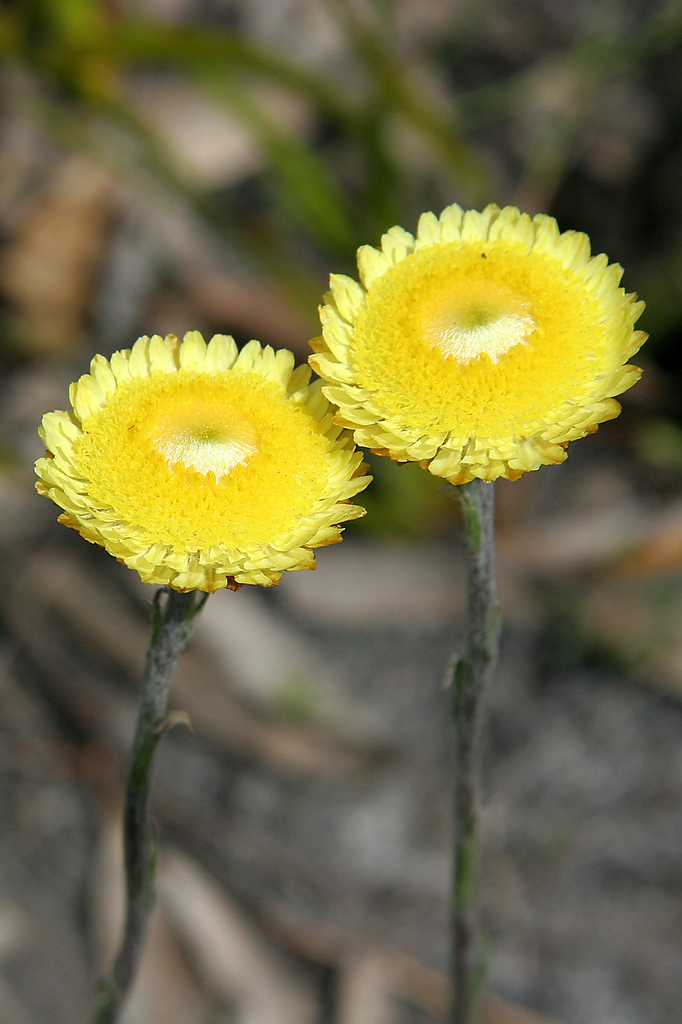 button everlasting from Winifred Curtis Res Scamander TAS 7215 ...