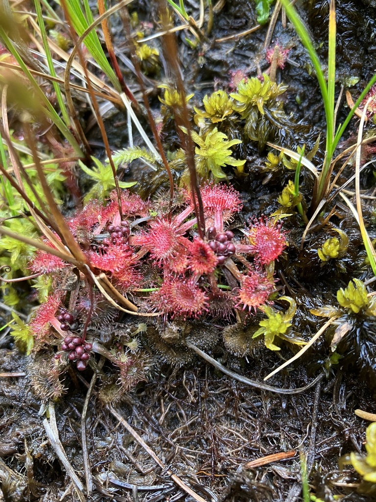 round-leaved sundew in October 2023 by Konrad and Roland Greinwald ...