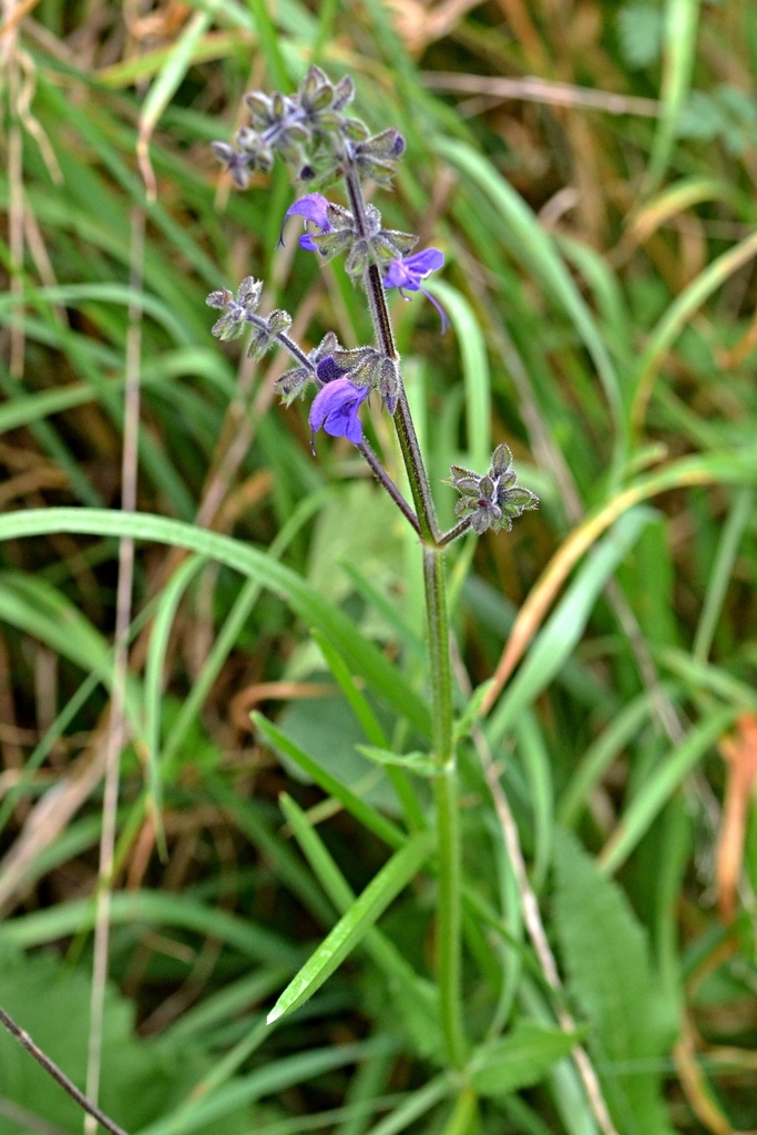 Meadow Sage from 293 01 Mladá Boleslav-Mladá Boleslav 1, Česko on ...
