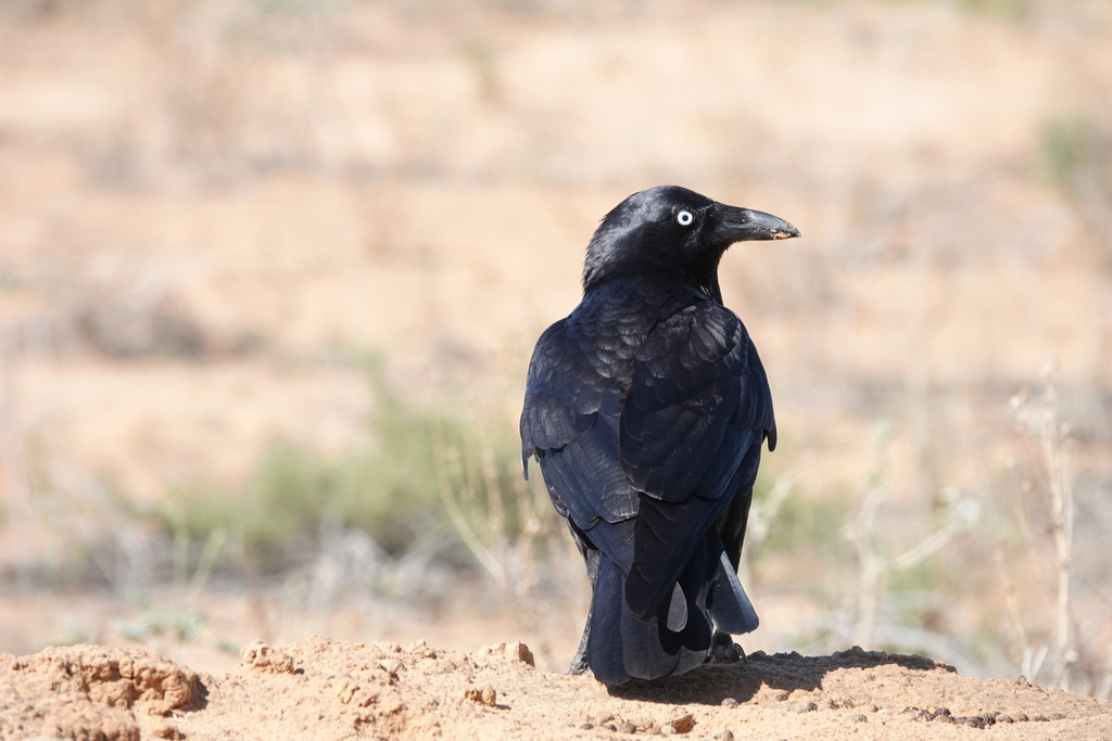 Australian Raven from Gidgealpa SA 5731, Australia on July 30, 2023 at ...