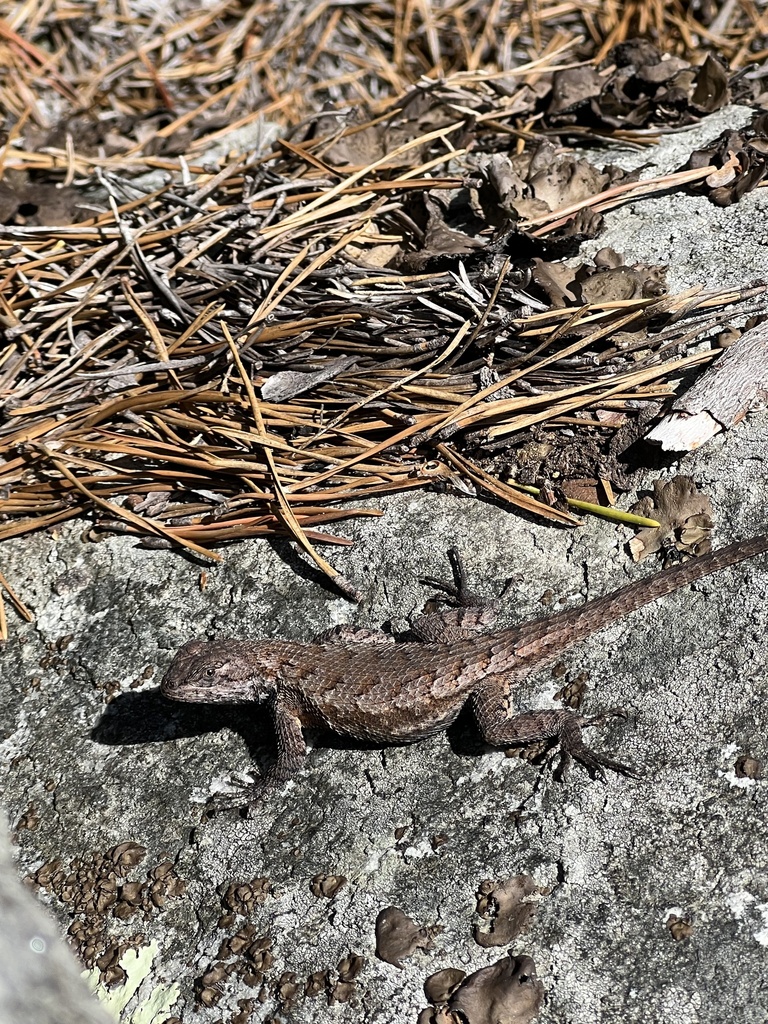 Eastern Fence Lizard from Burke County, US-NC, US on October 7, 2023 at ...