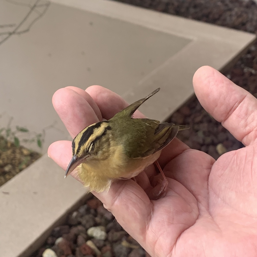 Worm-eating Warbler from NW 49th Terr, Coconut Creek, FL, US on October ...