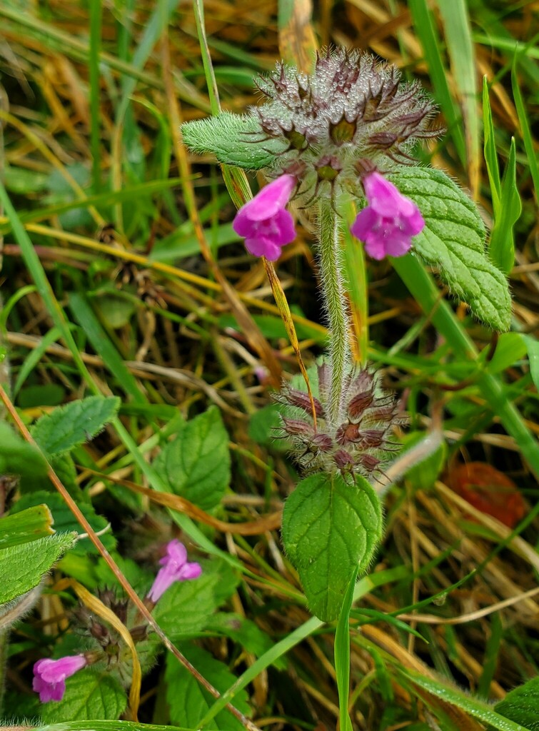 Wild Basil from Oxfordshire, UK on October 8, 2023 at 11:24 AM by Anne ...