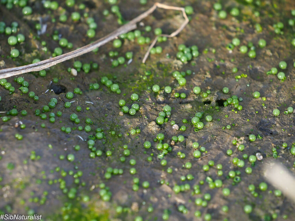Botrydium from г. Северск, Томская обл., Россия on October 10, 2023 at ...