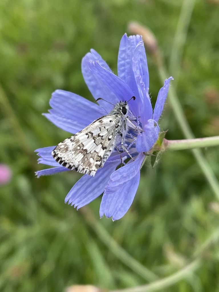 Common Checkered-Skipper from Sherwood St, Detroit, MI, US on October ...