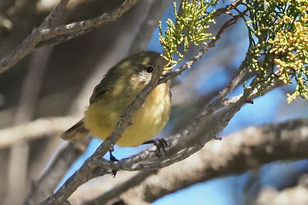 Yellow Thornbill from Ettrick Conservation Park SA 5253, Australia on ...
