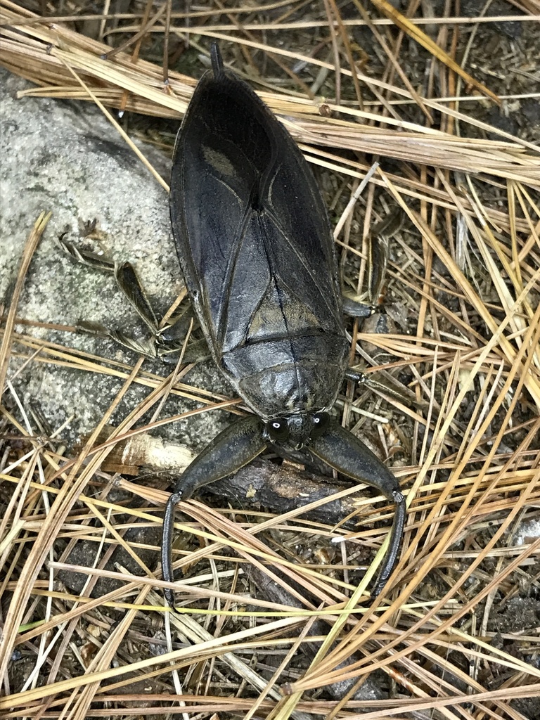 American Giant Water Bug from Frontenac, CA-ON, CA on October 4, 2023 ...