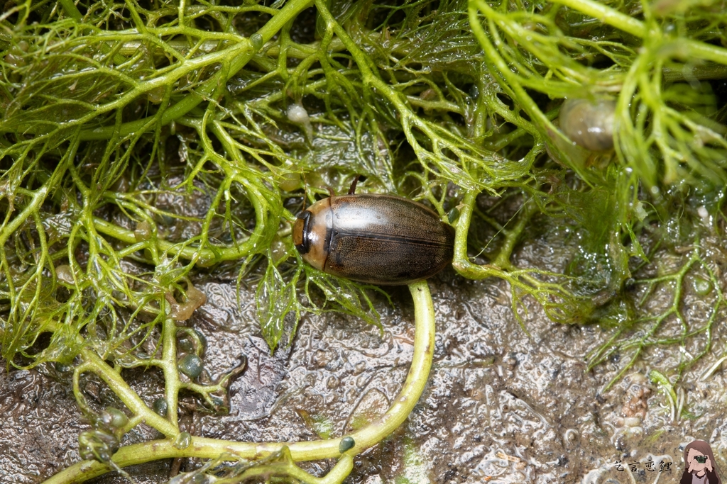 Hydaticus rhantoides from 安徽农业大学 on September 17, 2023 by 张艺言 · iNaturalist