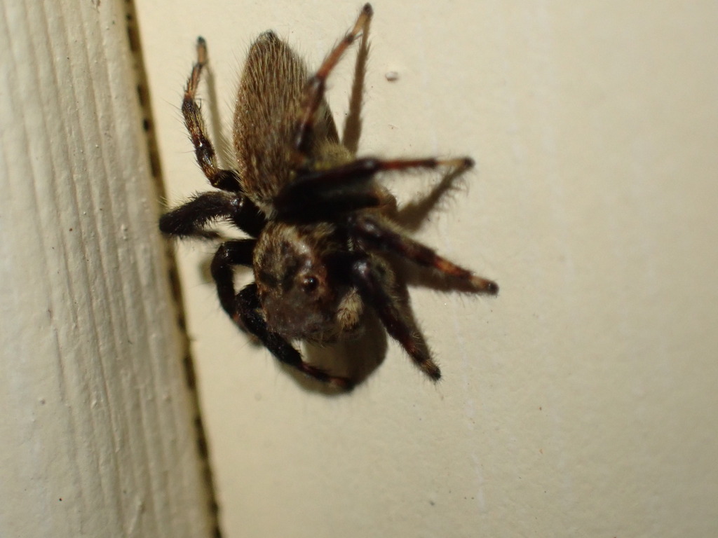 White Banded House Jumper in October 2023 by Liam Sanders. Suggested ...