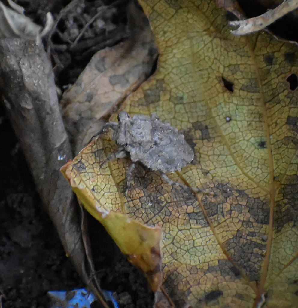 Big-eyed Toad Bug from Joplin, MO, USA on October 2, 2023 at 02:55 PM ...