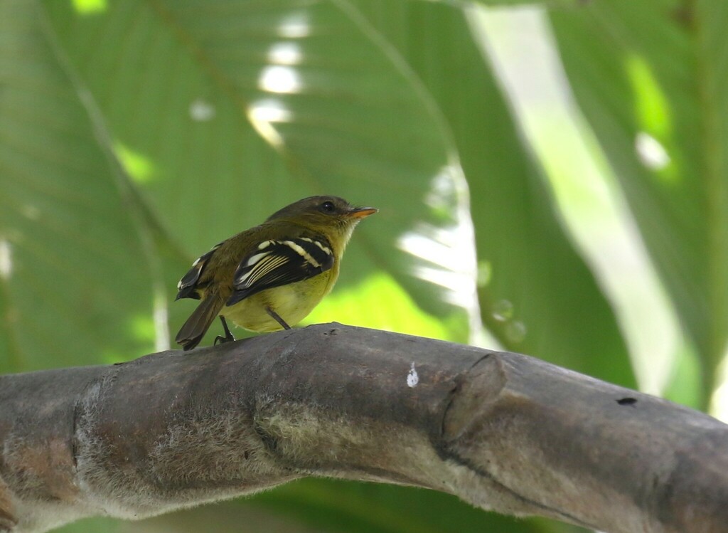 Handsome Flycatcher from Paucartambo, Peru on August 9, 2022 at 11:42 ...