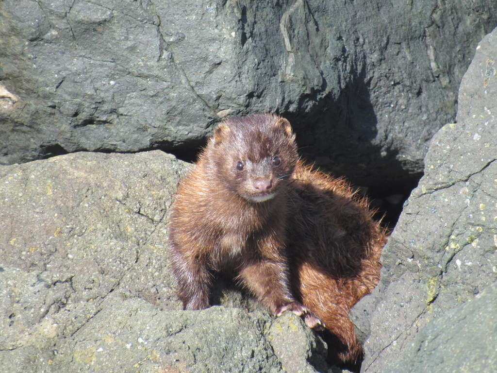 American Mink from Cormorant Island, Alert Bay, BC, CA on June 24, 2017 ...
