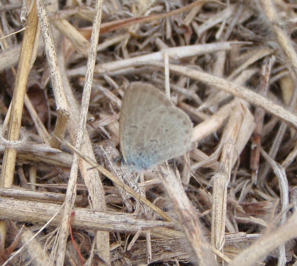 Lesser Grass Blue from Mauna Loa Rd, Volcano, HI 96785 on March 31 ...
