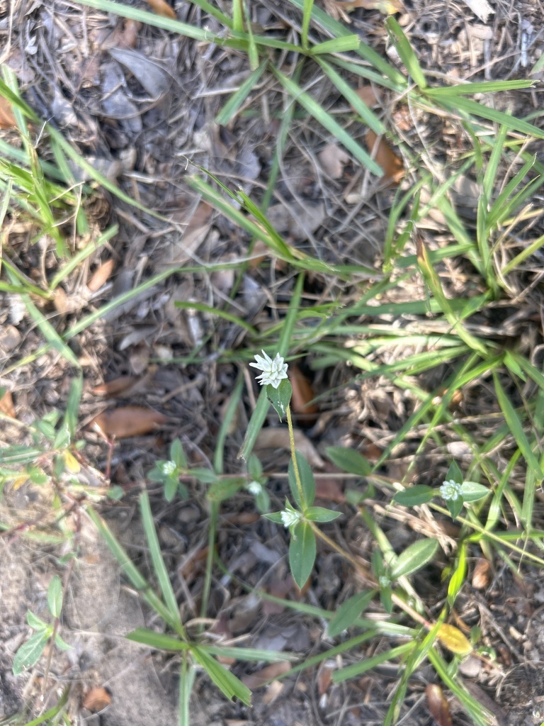 Gomphrena Weed from John Moore Rd, Brandon, FL, US on October 10, 2023 ...