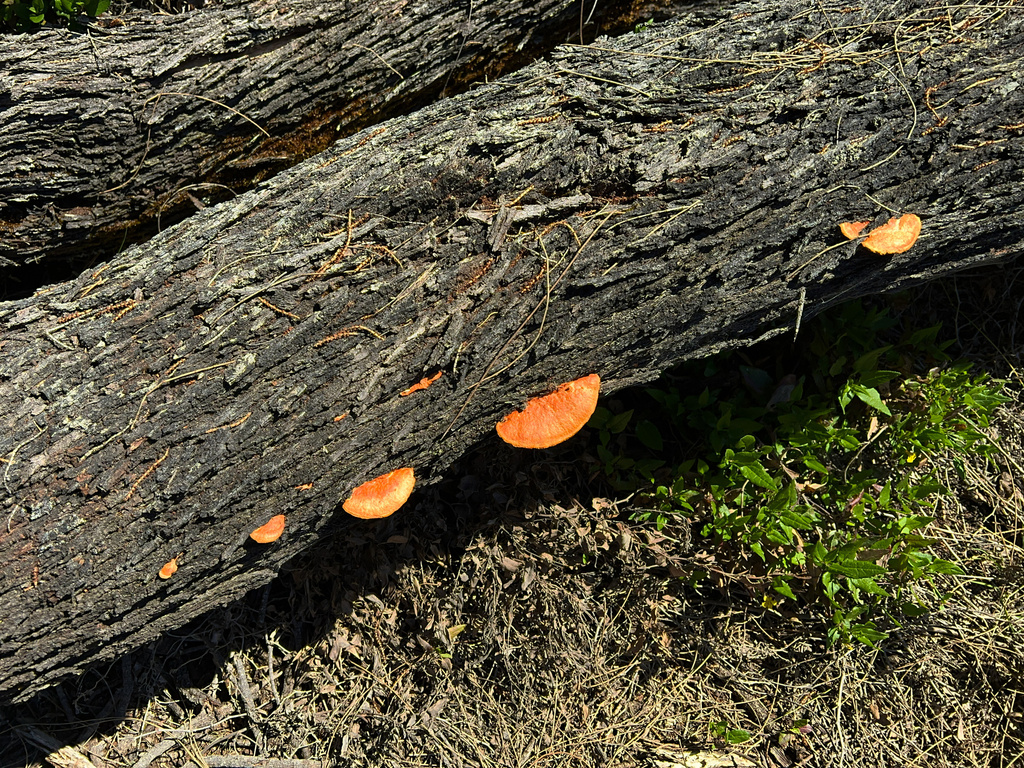 Southern Cinnabar Polypore from Narawntapu National Park, Badger Head ...