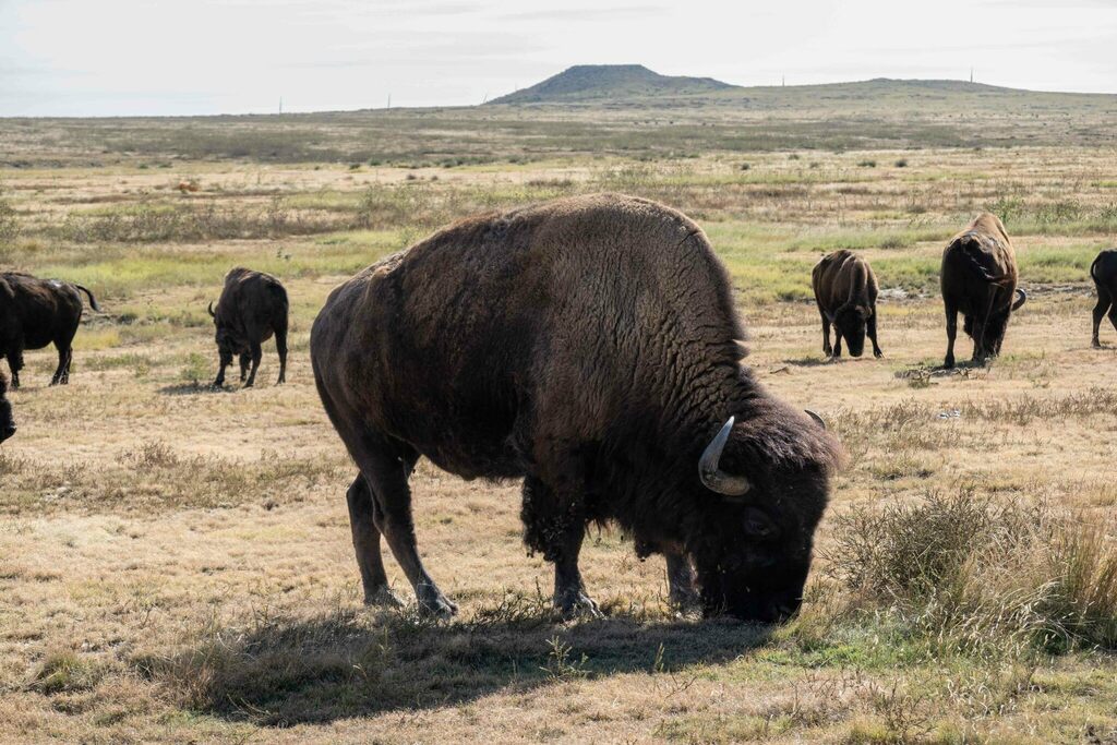 American Bison from Bent County, CO, USA on October 6, 2023 at 10:08 AM ...