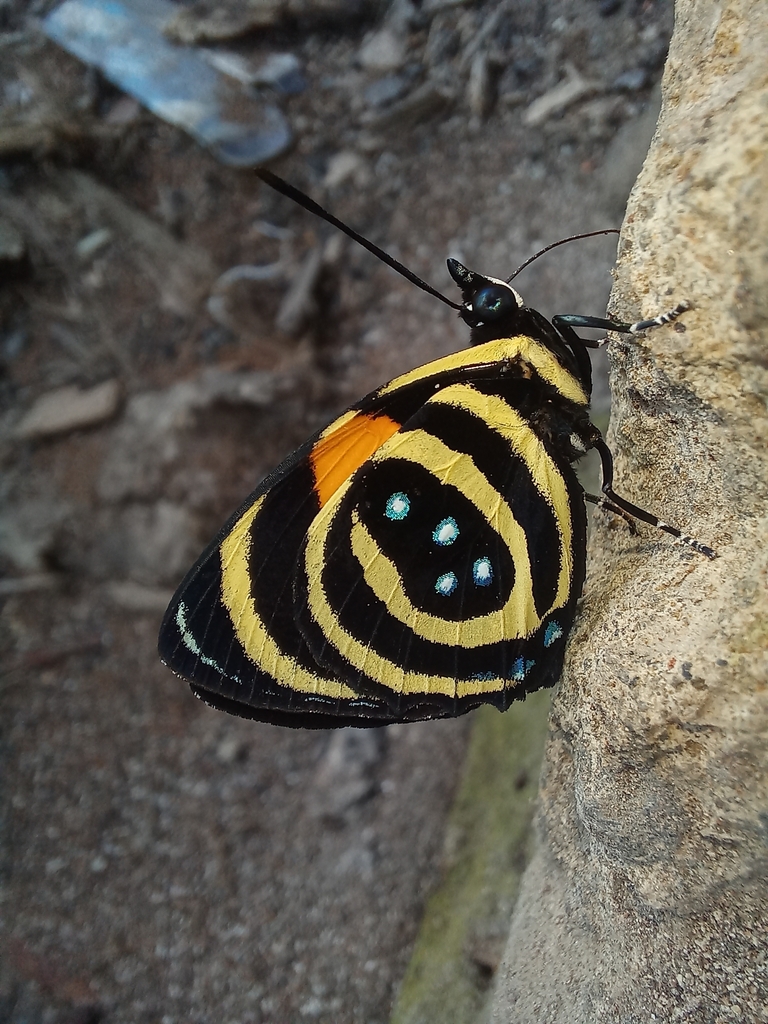 Callicore brome from Provincia de Darién, Panamá on July 19, 2023 at 11 ...