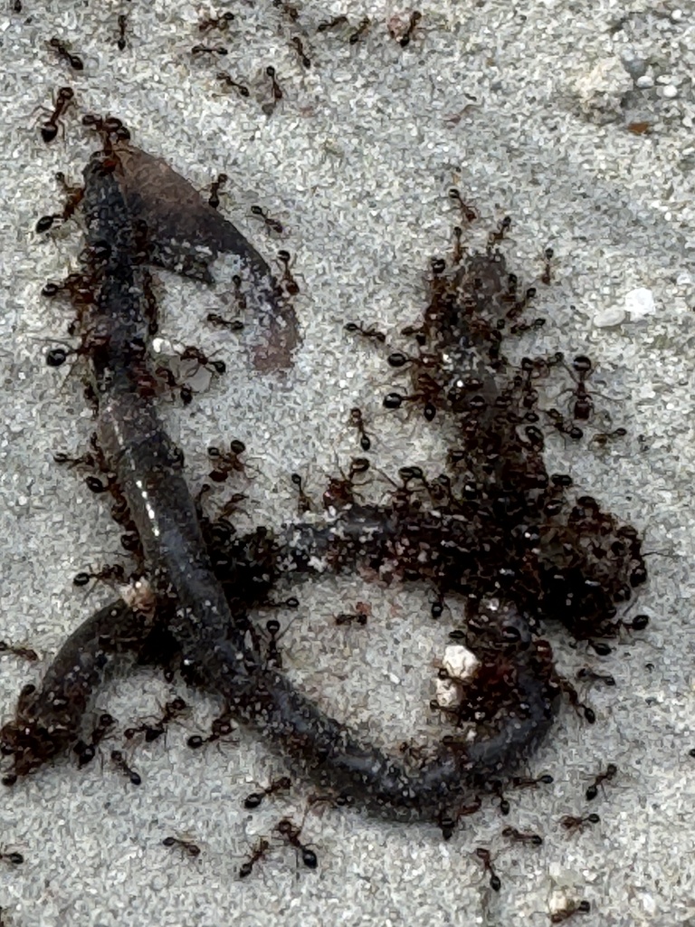 Red Imported Fire Ant from Lettuce Lake Conservation Park, Tampa, FL ...
