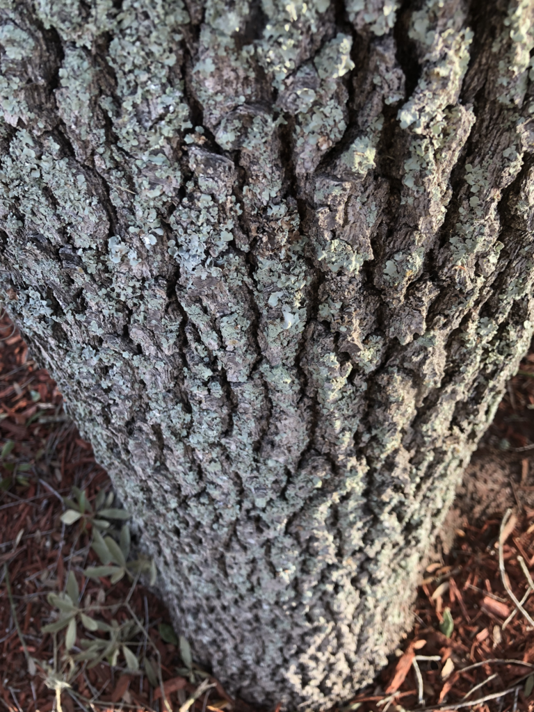 Ascomycete Fungi from Pasco, Florida, United States on October 9, 2023 ...