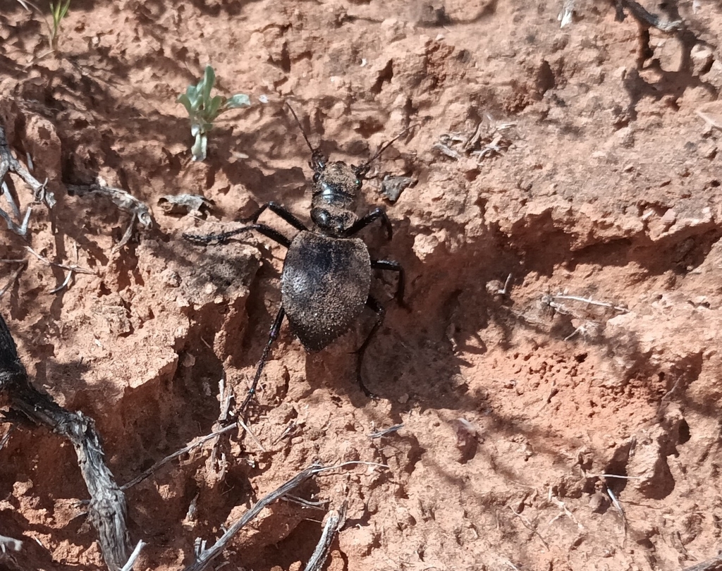 Monster Tiger Beetles from Langeberg Local Municipality, South Africa ...